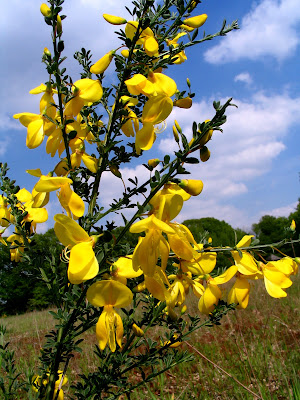 Weert en natuur: Gewone brem