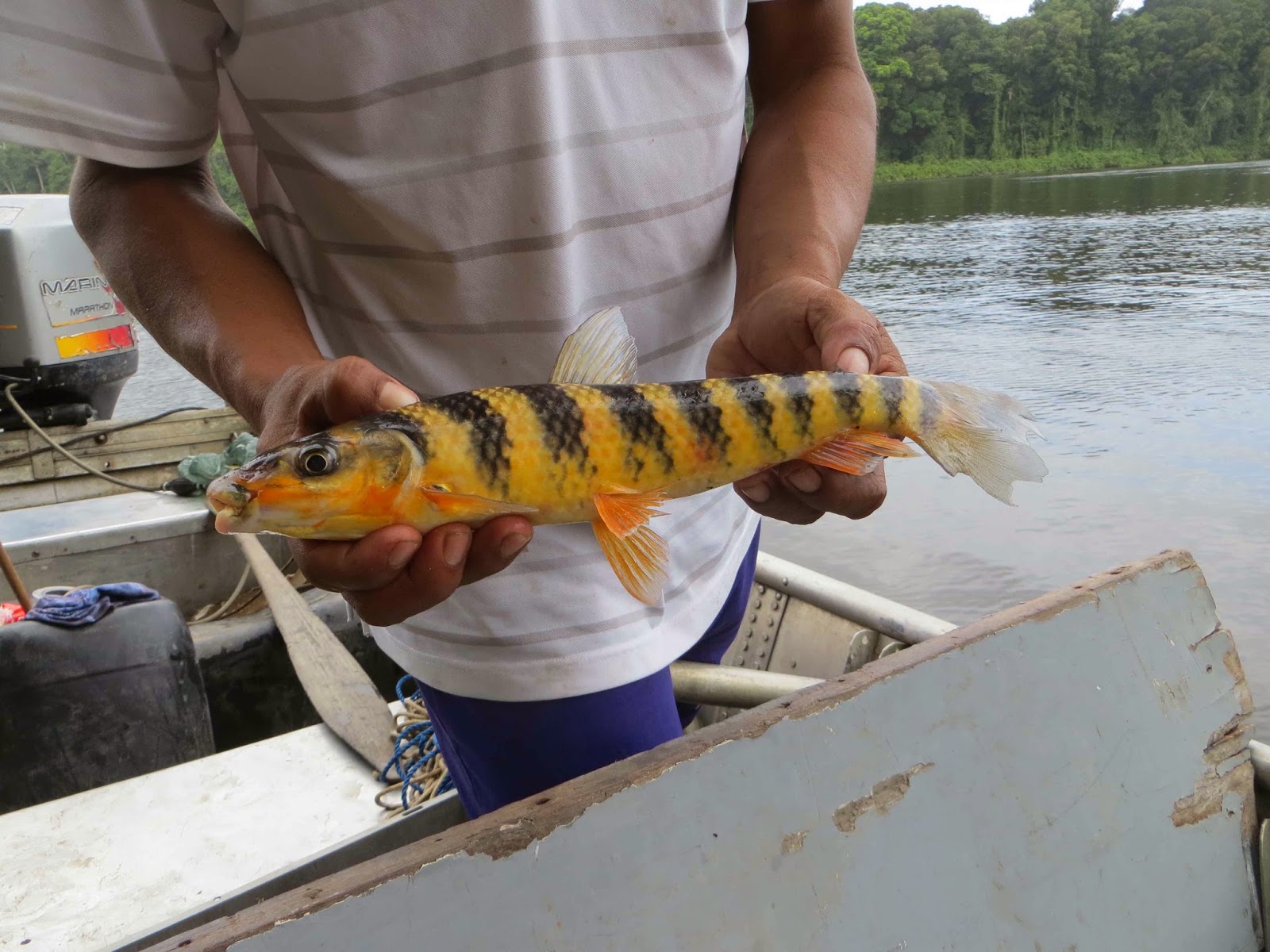 Travelling Man: A fishing adventure in Suriname