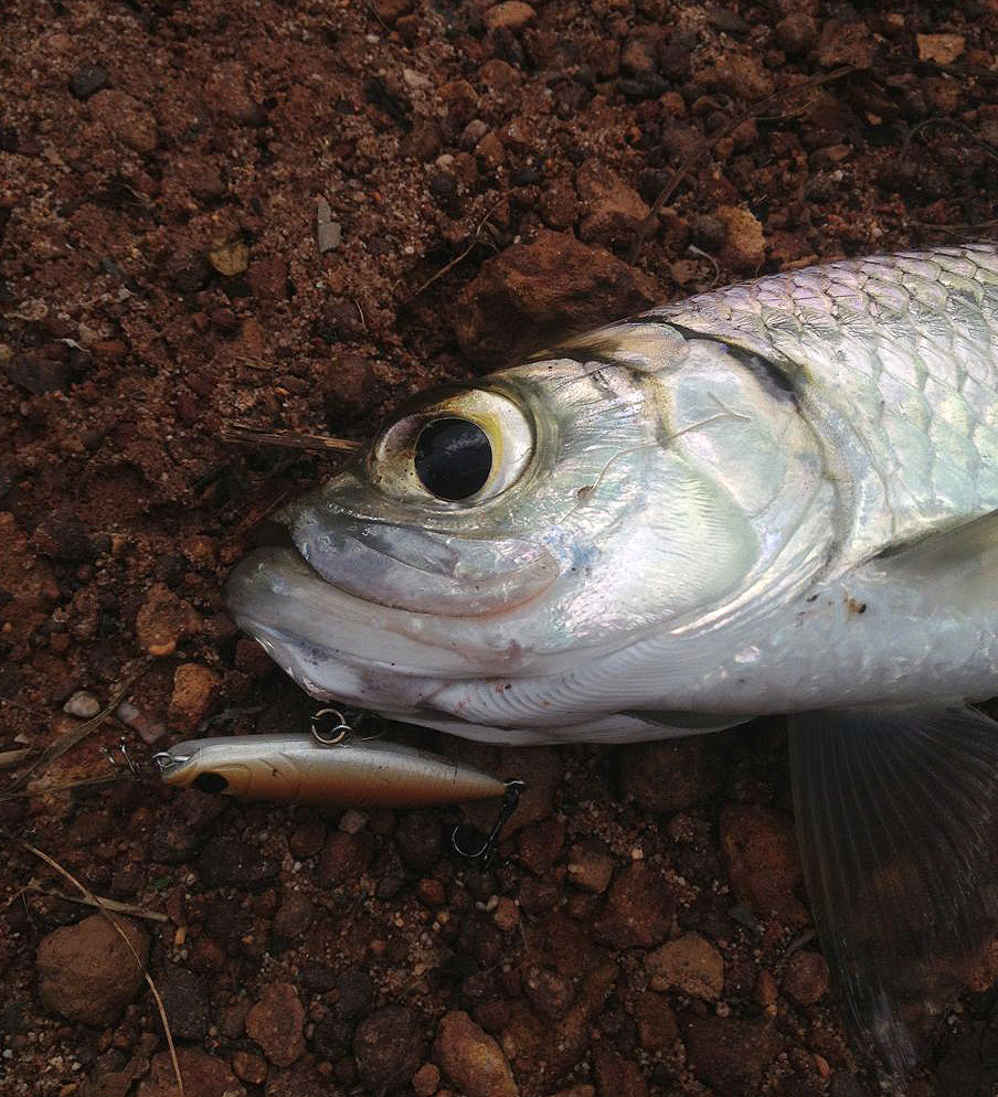 Mosquitoes, Sweat and Barra Boofs: Land Based Fishing in the Northern ...