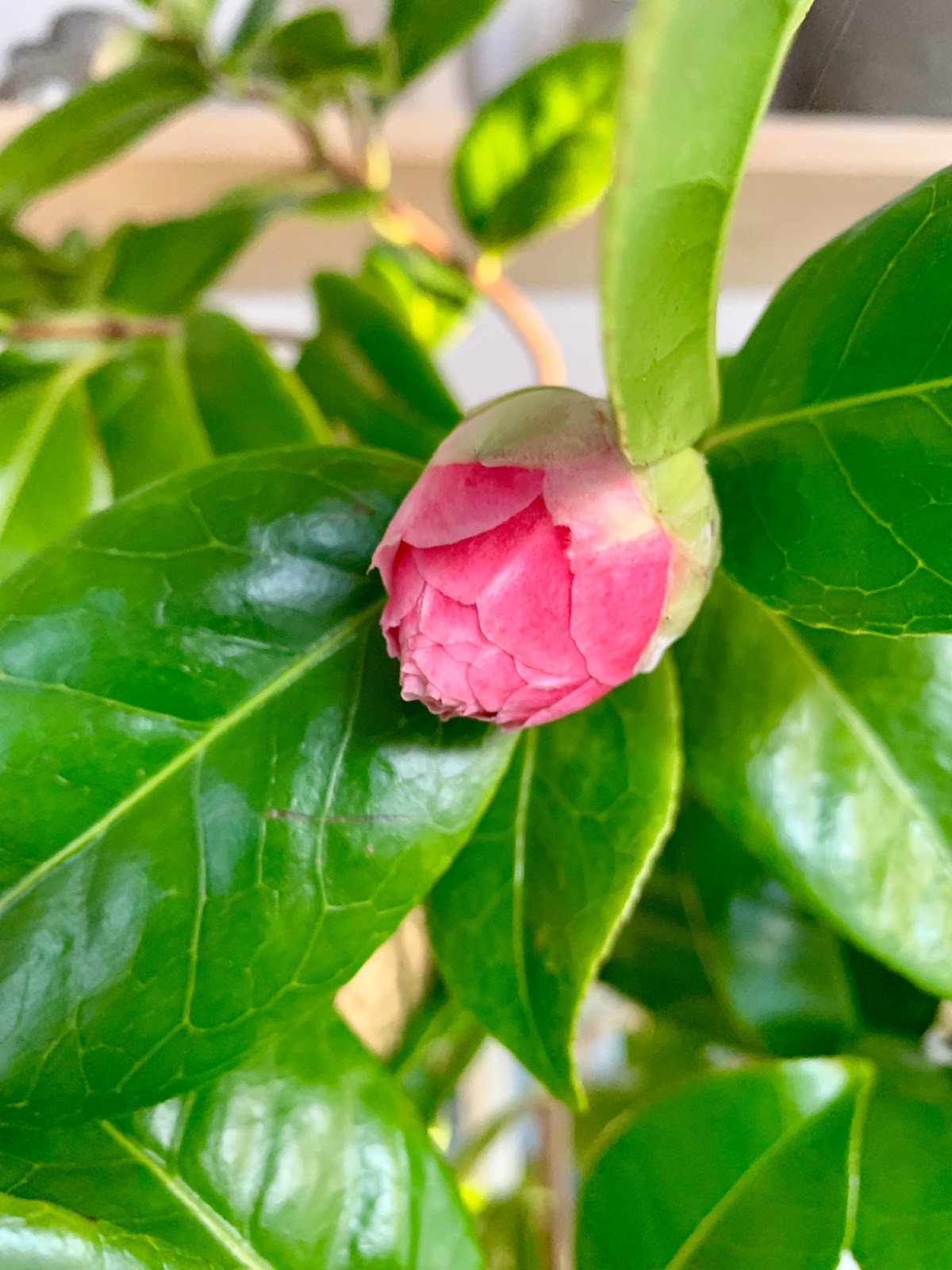 Helena´s Hem & Trädgård: Cameliorna glädjer mig nu!