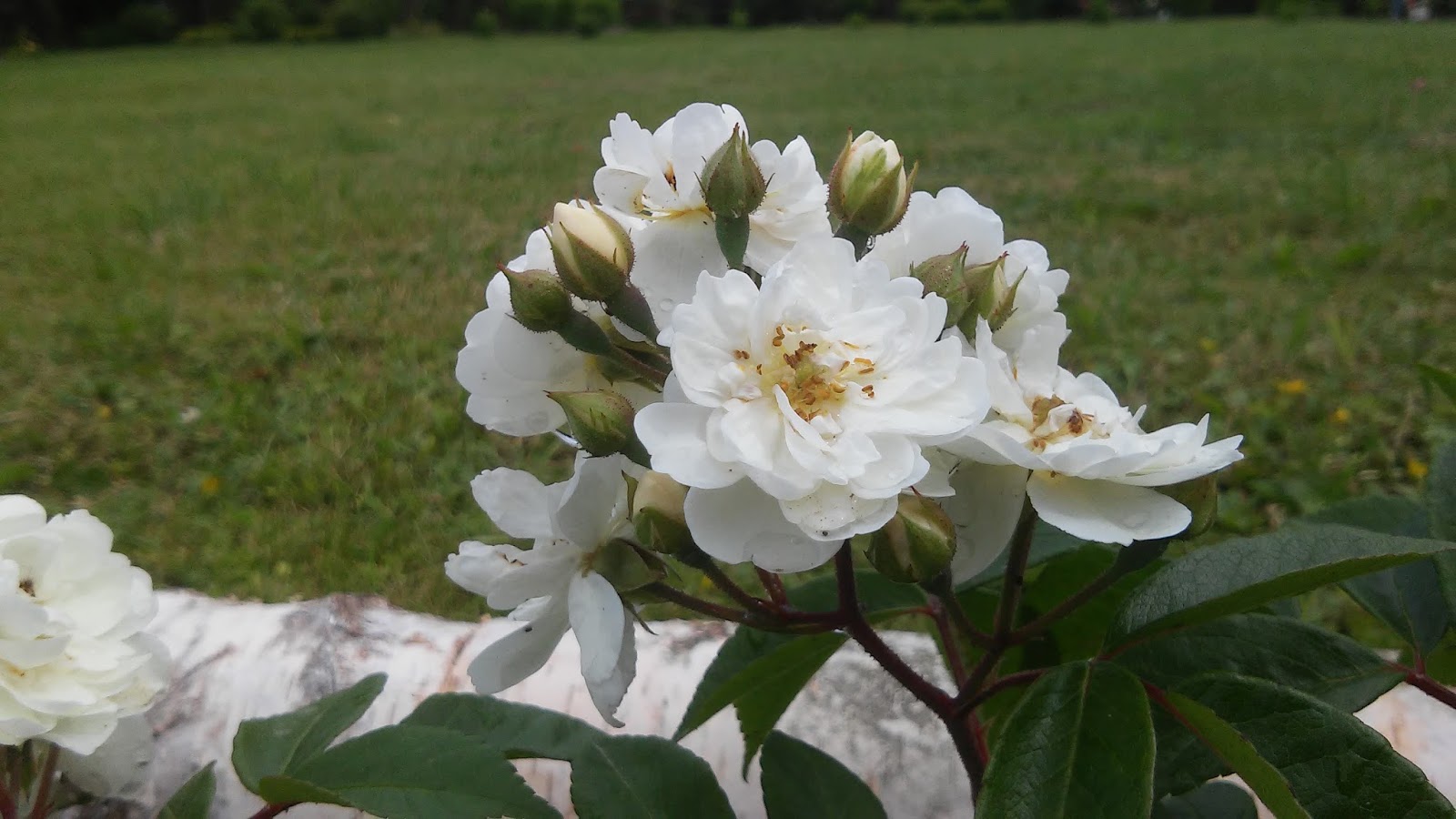 Ranczo Elma: Róża (Rosa) Waterloo