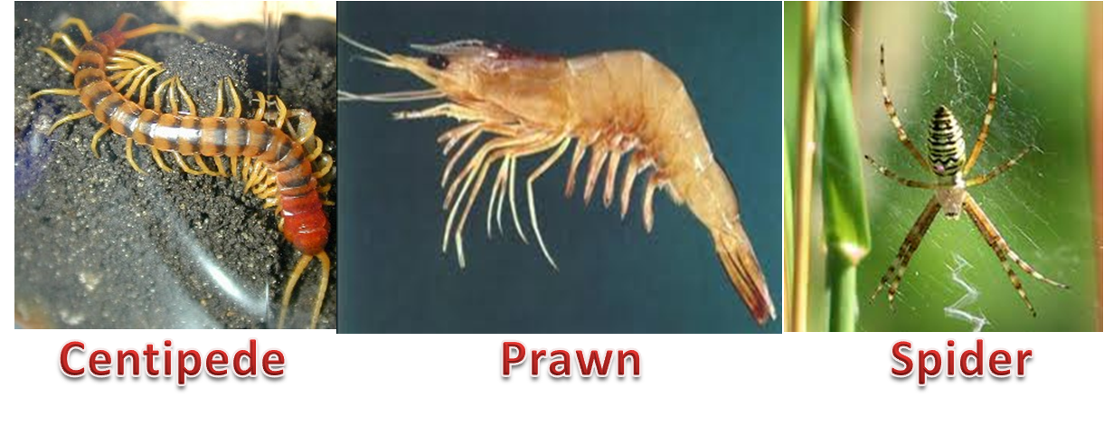 Welcome To Science Year 3 : Grouping Animals