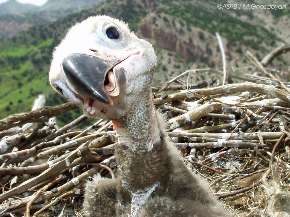Adventures With Mel & Syd: Cinereous Vulture