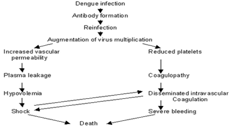 Ibaadi'S BloG: ASKEP DBD (DEMAM BERDARAH DENGUE)