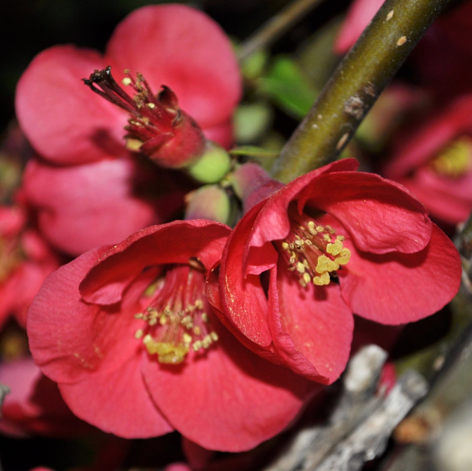 Lalyk ... franturi de viata: Flori pentru o "Floare de Cires"