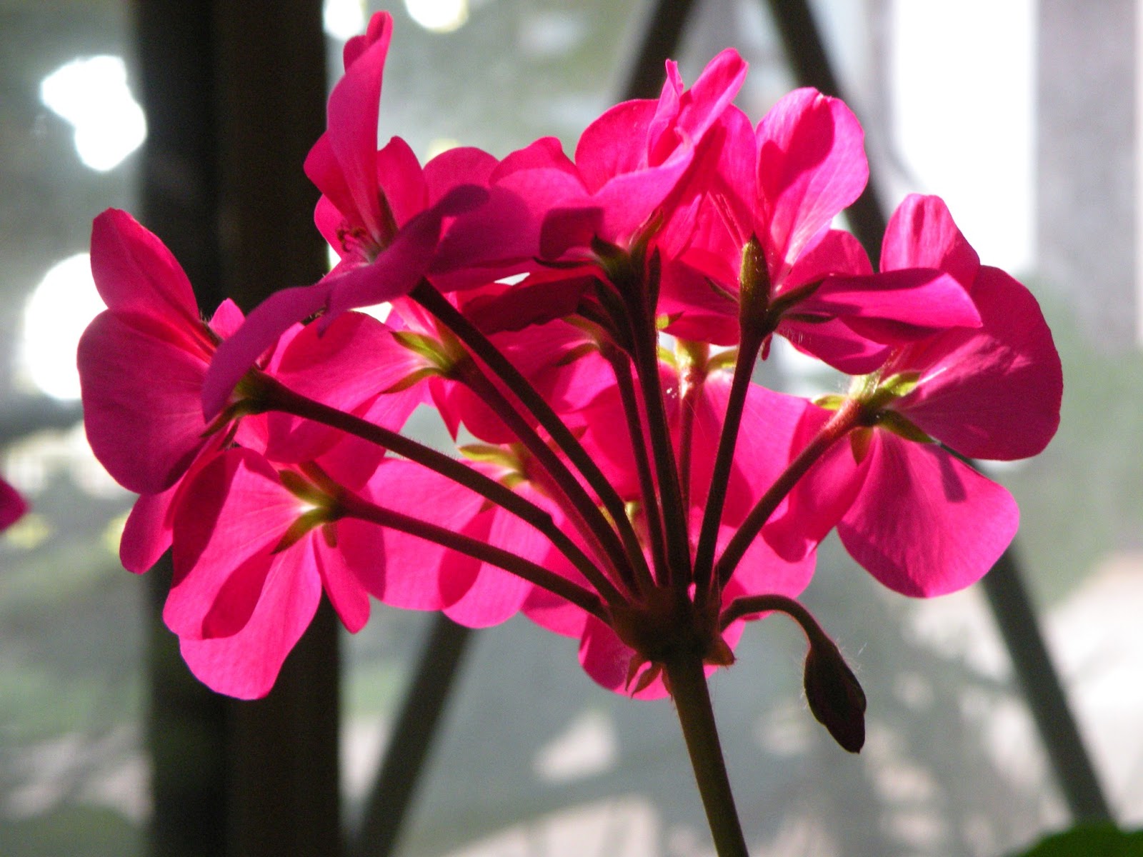 Essential Oil Profiles: Geranium