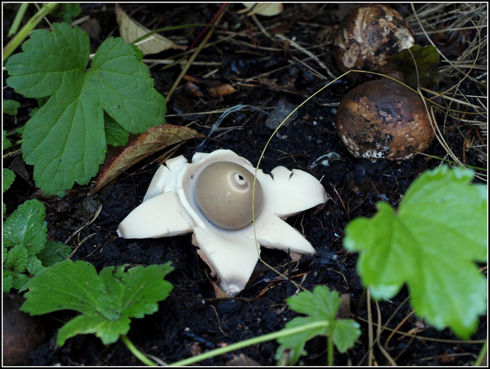 Mark's Veg Plot: Earthstar fungi