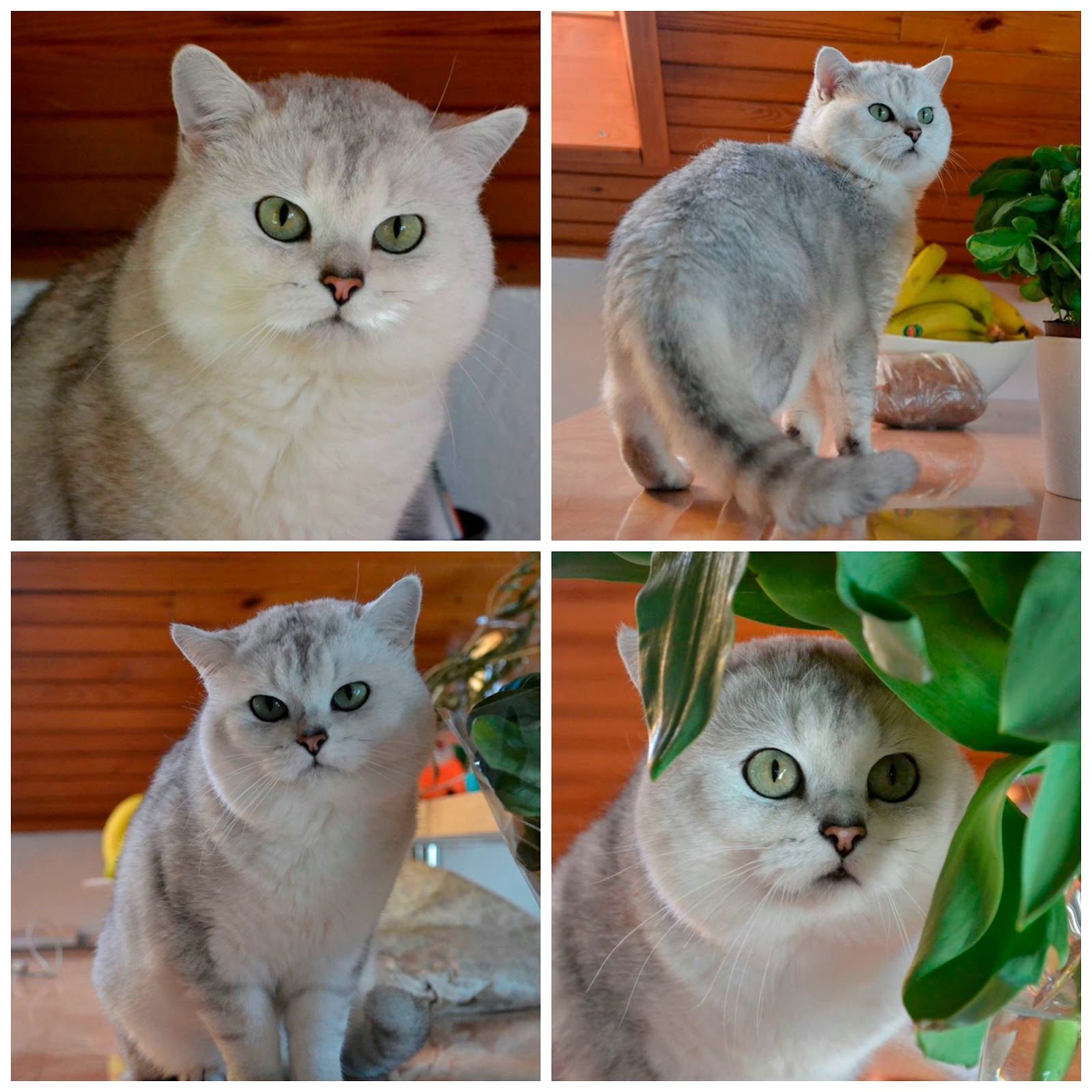 SI*Silverbuttons - Cattery of Silver and Golden Shaded British ...