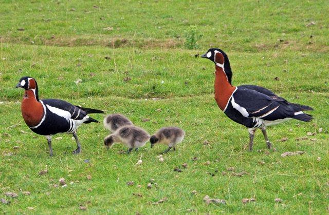 Spesies Hewan yang Terancam Punah | SosBoks