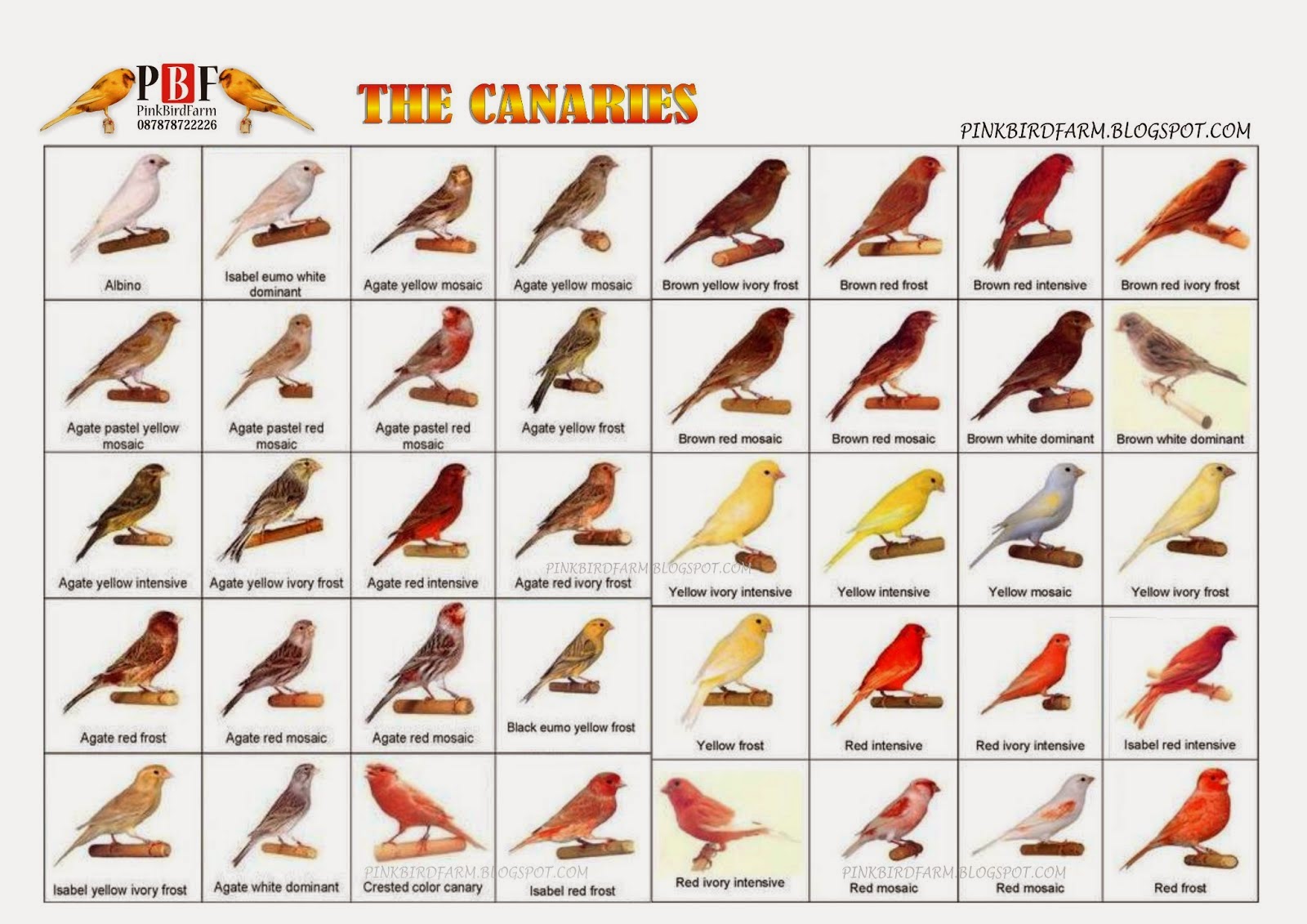 tips dan trik penangkaran kenari: Jenis-jenis kenari