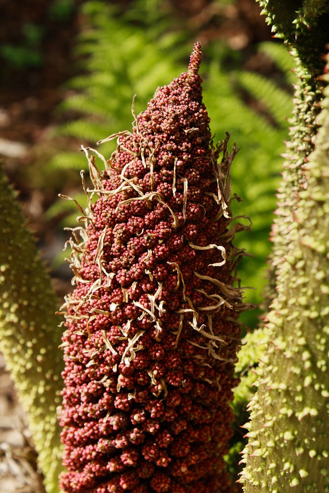 King of Puddings: Prehistoric Plant II