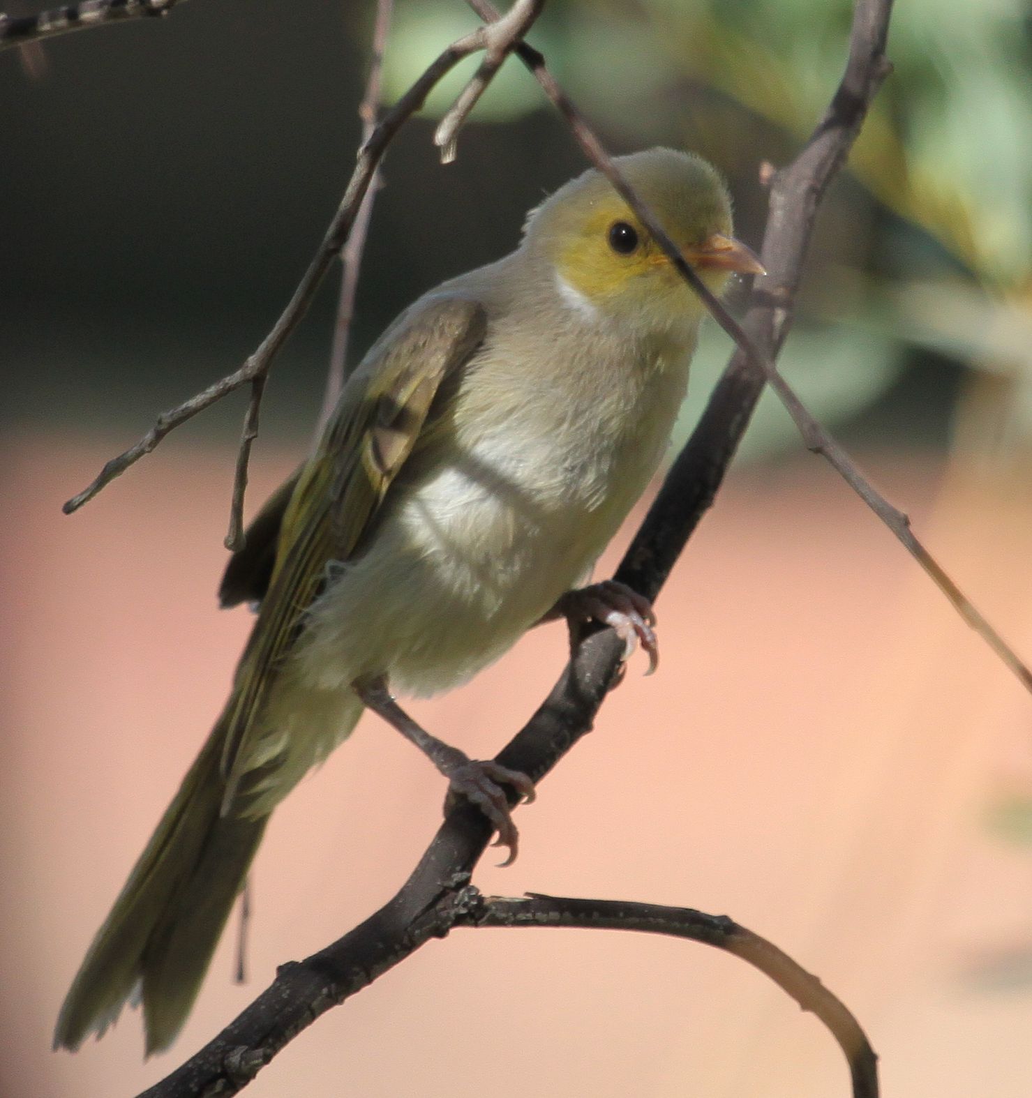 Richard Waring's Birds of Australia: Photos of Birds in the Backyard