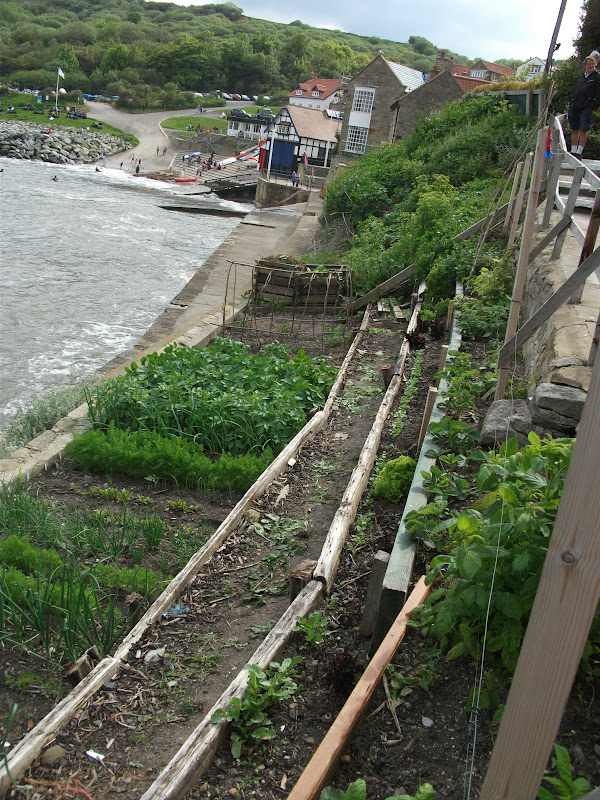 Annie's Little Plot: Gardening on the edge