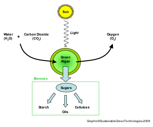 Algae photosythesis - researchinstruments.web.fc2.com