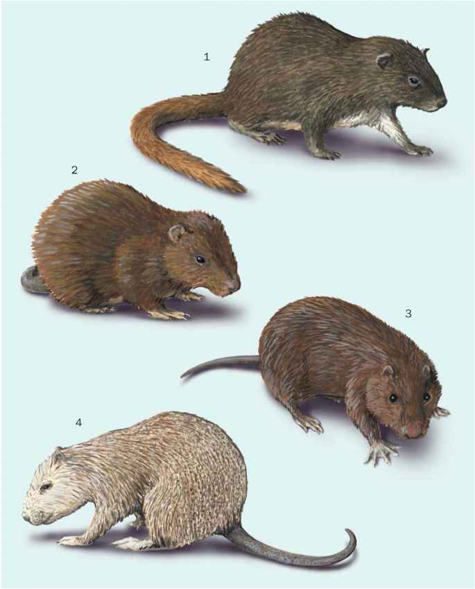 Jamaican Coney Animal Database