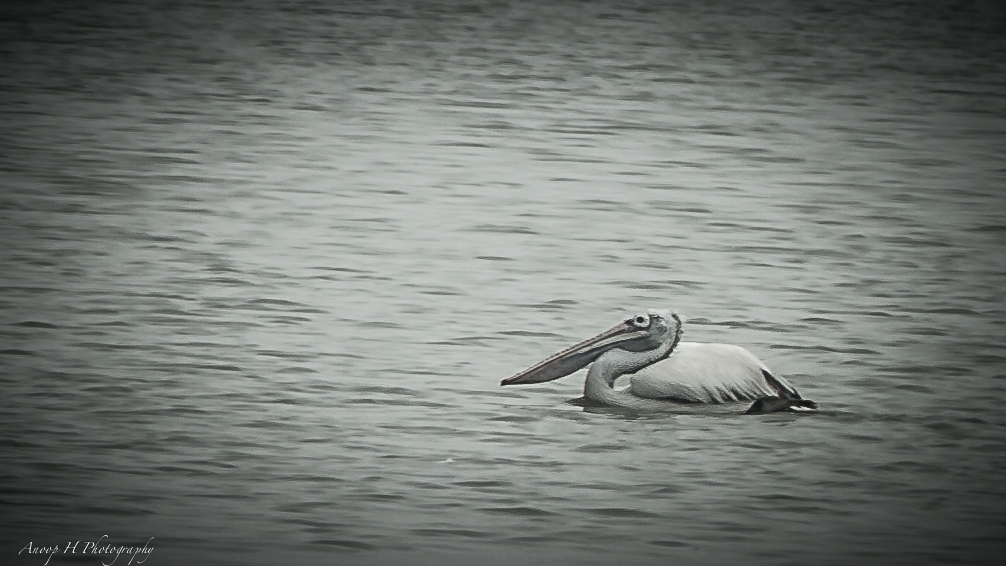 Soaring Seagull: The evil bird - Pelicans on Lake Pulicat