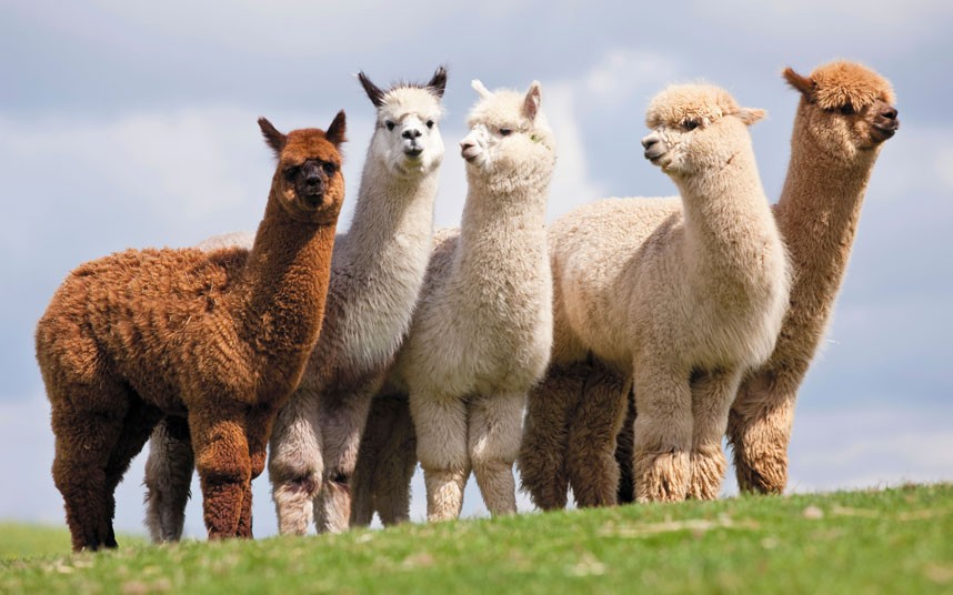 Munablom: ALPACA & BABY ALPACA