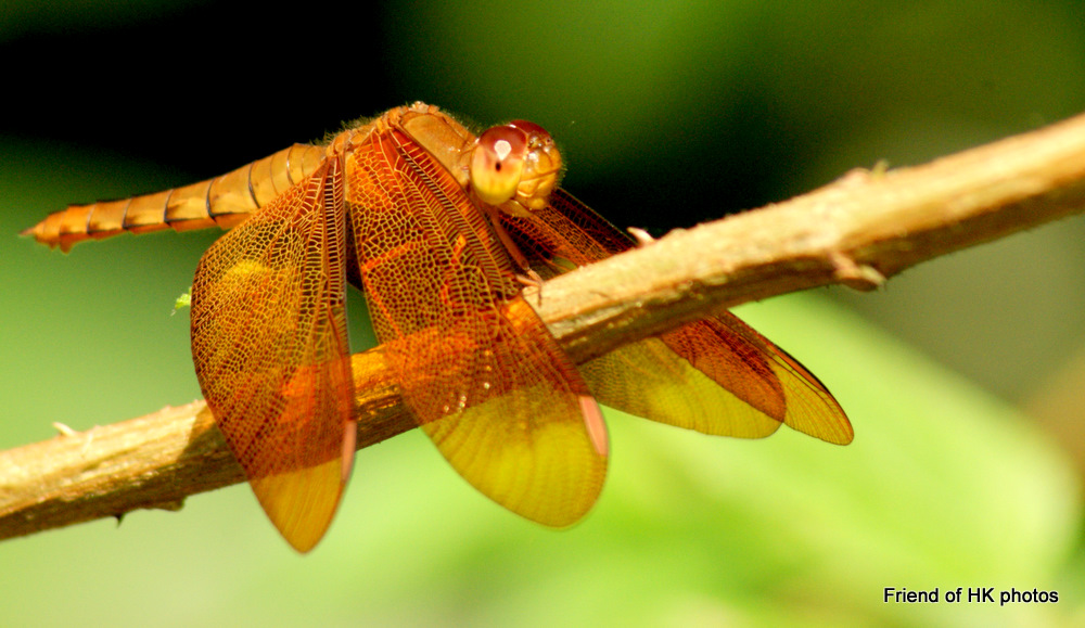 Photographic Wildlife Stories in UK/Hong Kong: Colourful Dragonflies