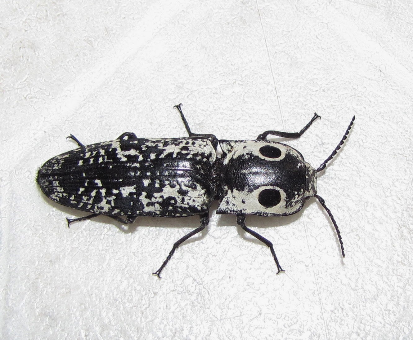 Bug Eric Eyed Elaters bug-eric-eyed-elaters