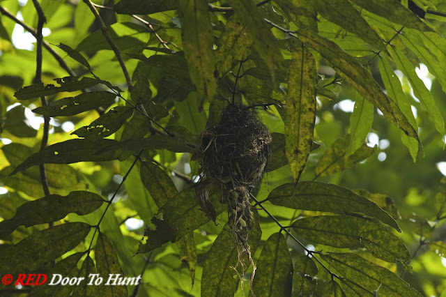 RED Door To Hunt: Rekod Bersarang Burung Takau Dada perak~Serilophus ...