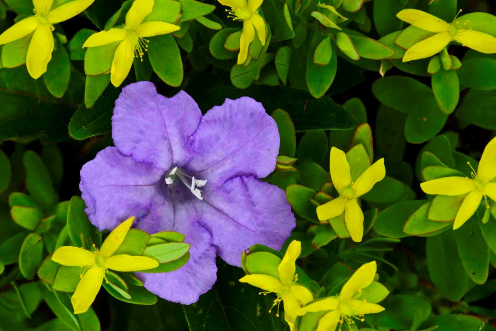 Kentucky Native Plant and Wildlife: Plant of the Week: St. Andrew's ...