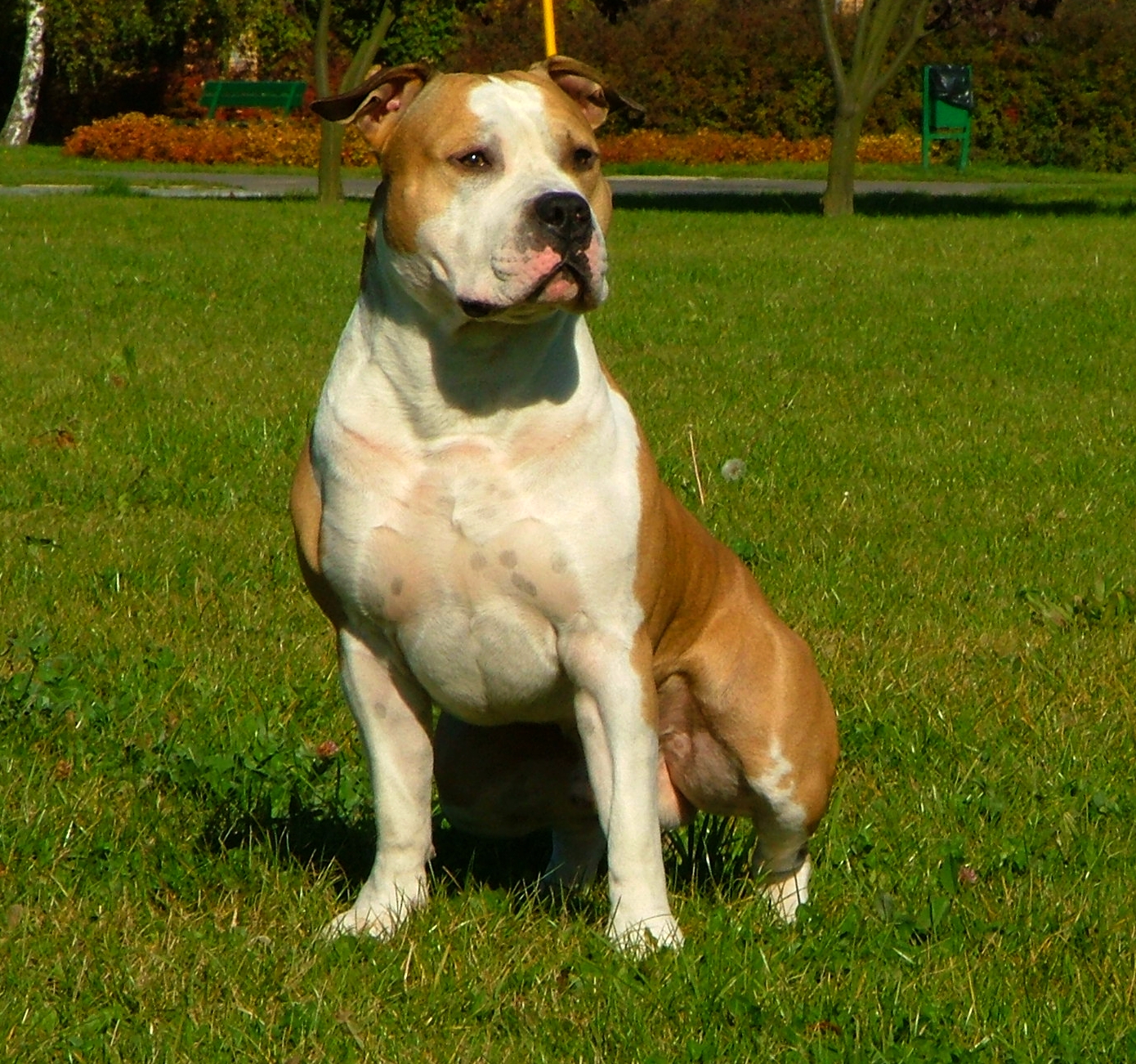 Tores - American Staffordshire Terrier: O rasie American Staffordshire ...