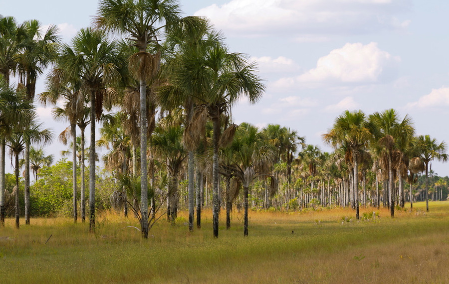 Companhia da Paisagem: Mauritia flexuosa - Buriti