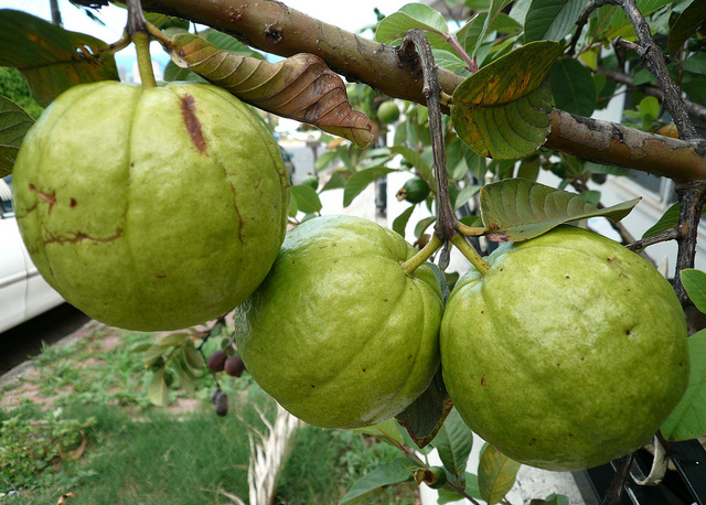 We love Our Bangladesh: Guava(peyara/pearah or goyaa) now a native ...