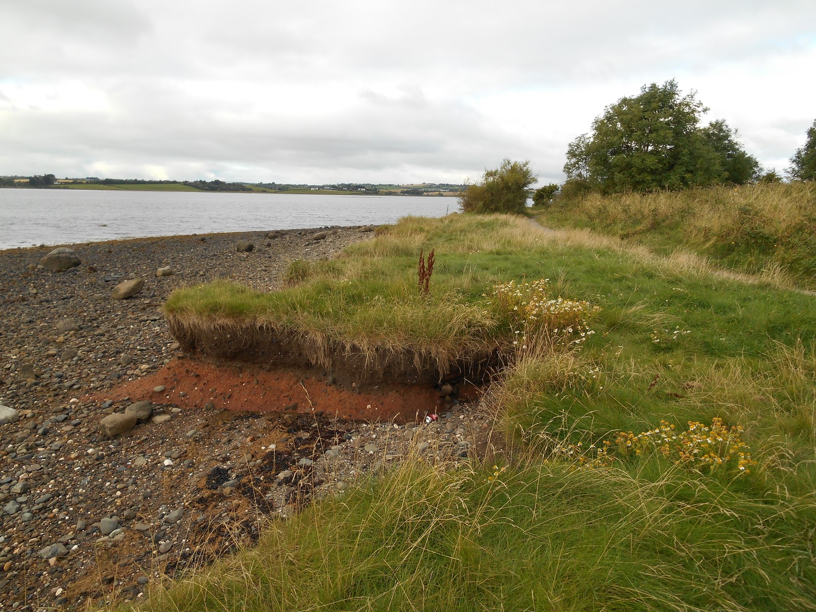 A lifetime of Islands: Island 289 - Rough Island, Strangford Lough ...