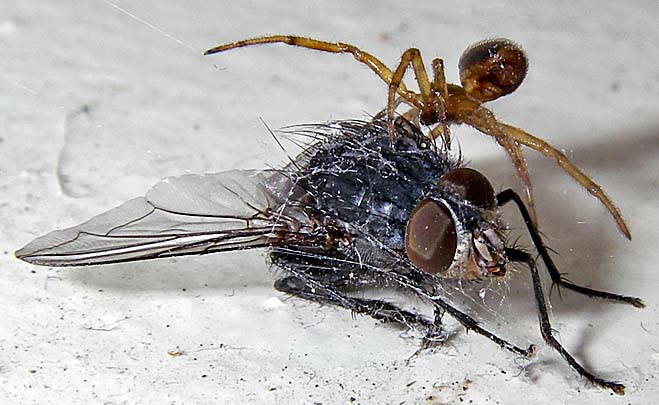 CABINET OF CURIOSITIES: The Spider and the Fly: 2