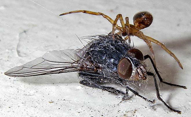 CABINET OF CURIOSITIES: The Spider and the Fly: 2