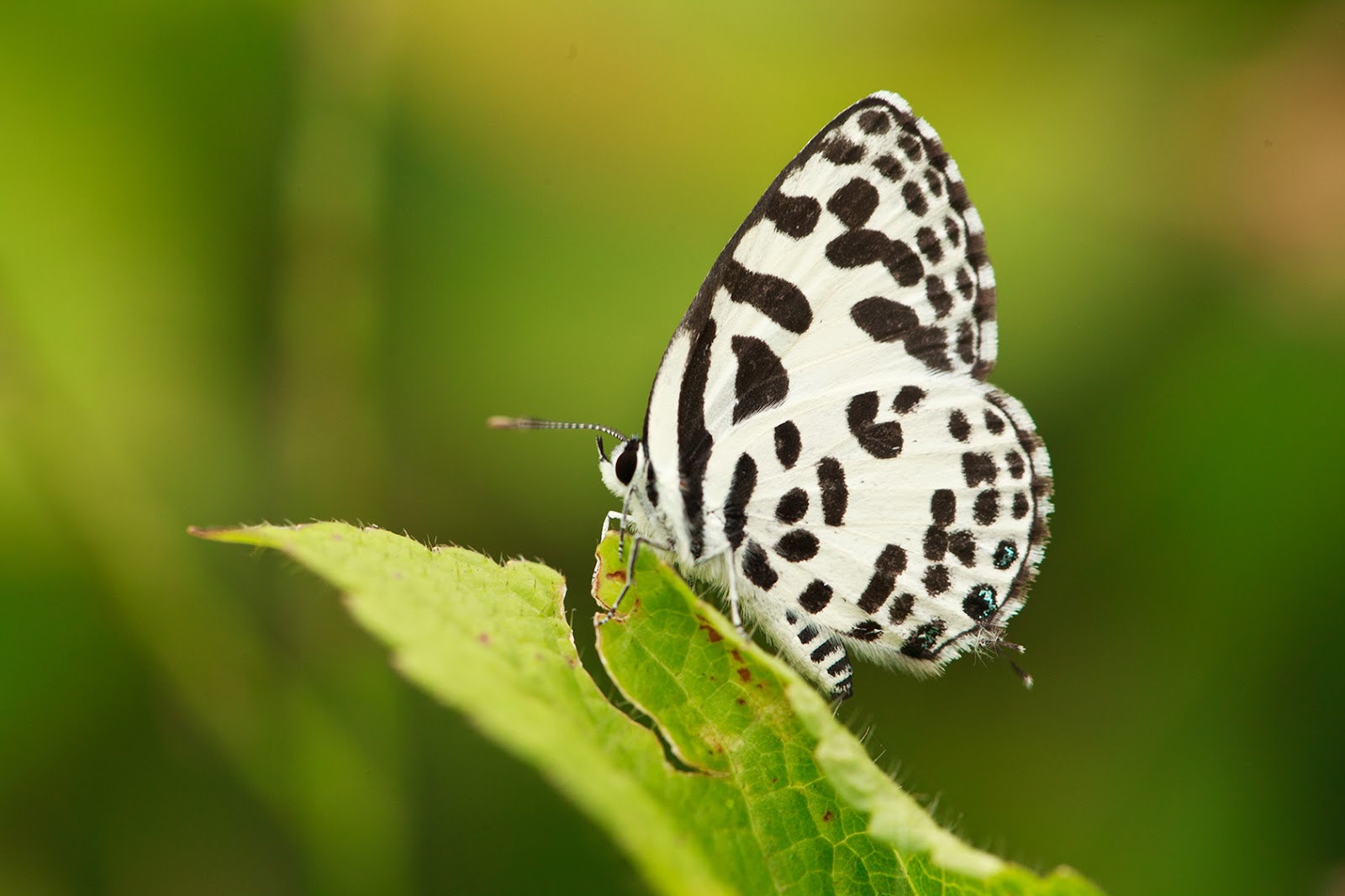 School Of Digital Photography: When to Photograph Butterflies
