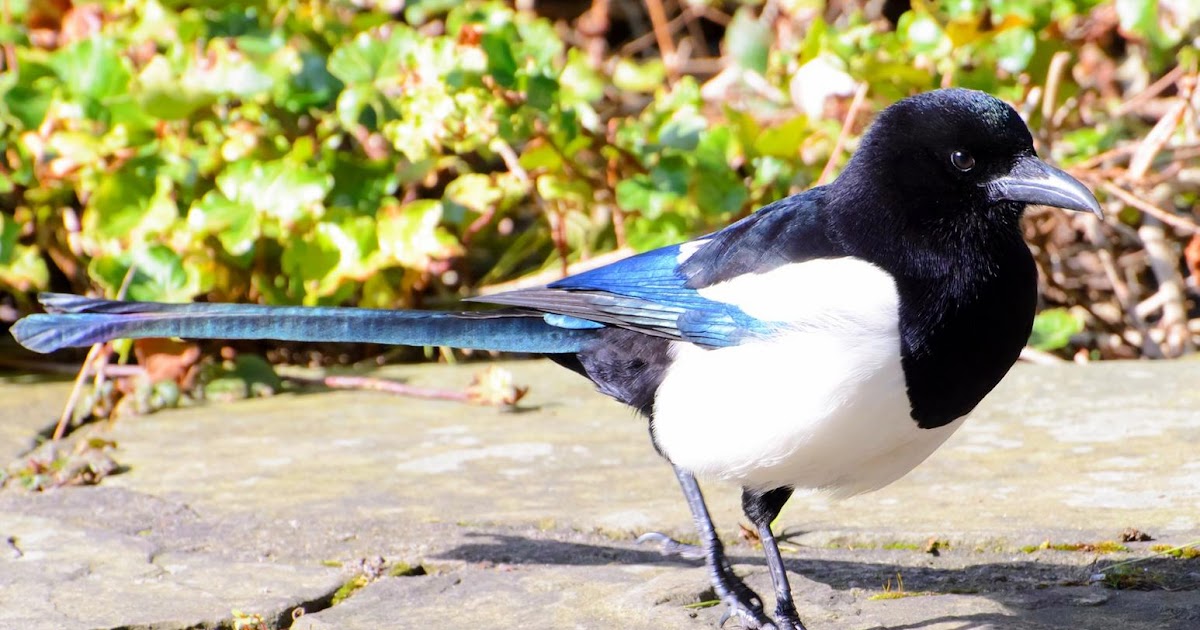 Sybil Witters On: (Nearly) Two for Sorrow