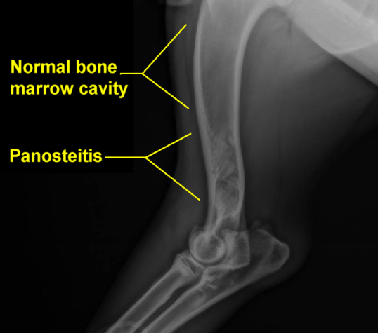 White German Shepherd Dogs: Panosteitis--at least eight weeks of pure ...