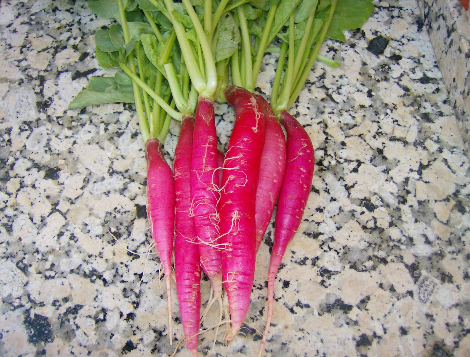 El huerto del Lopez: RABANOS, UN BUEN COMPLEMENTO ALIMENTARIO