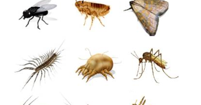 ÉRIKA MODA: ANTRÓPODO