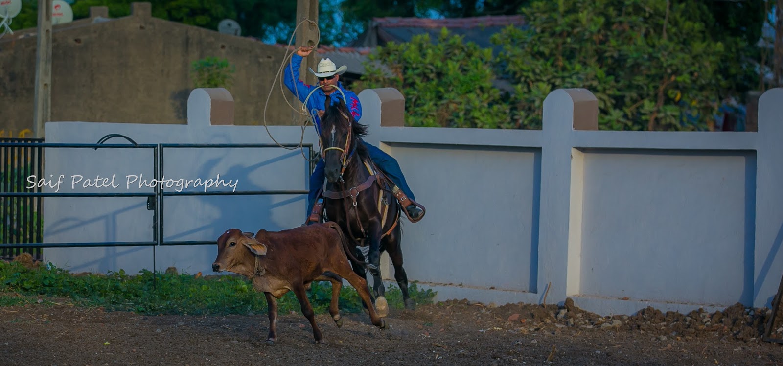 Riding & Writing...: Riding Marwari: Indian Cowboy Saif Patel