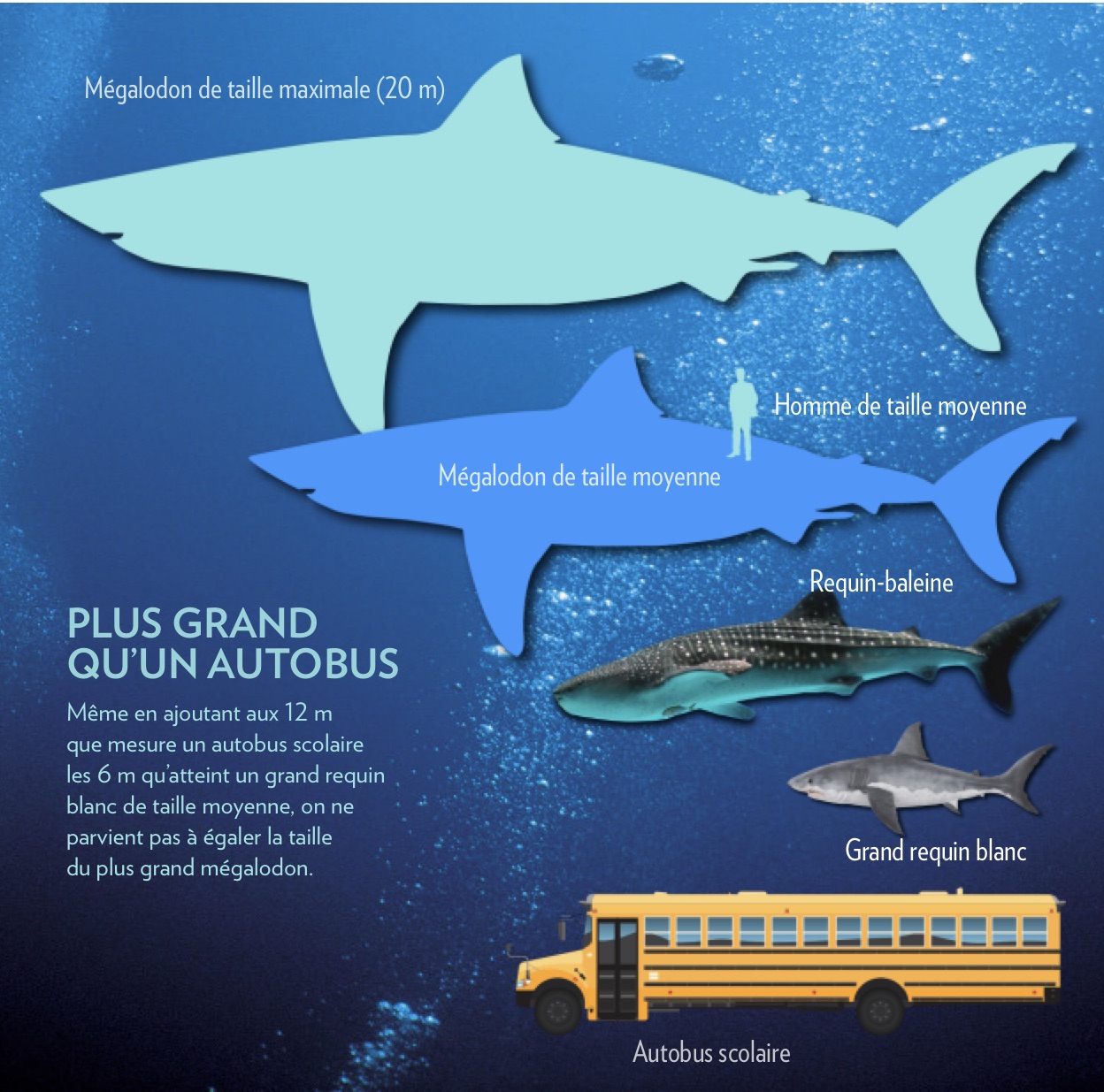 Comparaison Requin Baleine Taille | emsekflol.com