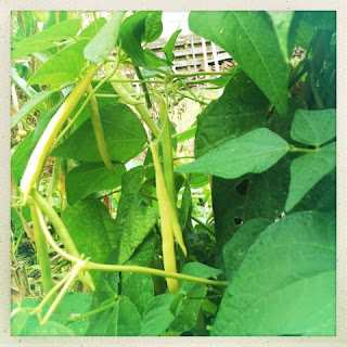 mylittlegardenproject: Saturday Spotlight - Australian Butter climbing ...