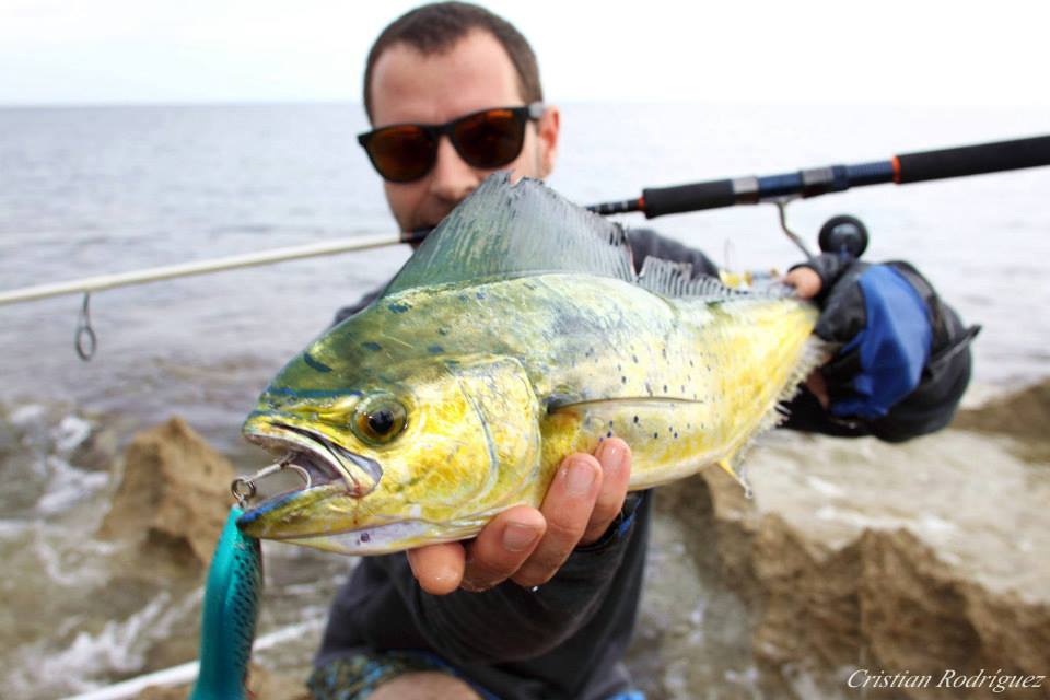 SPINNING, CAPTURA Y SUELTA: Llampugas a spinning en un metro de agua ...