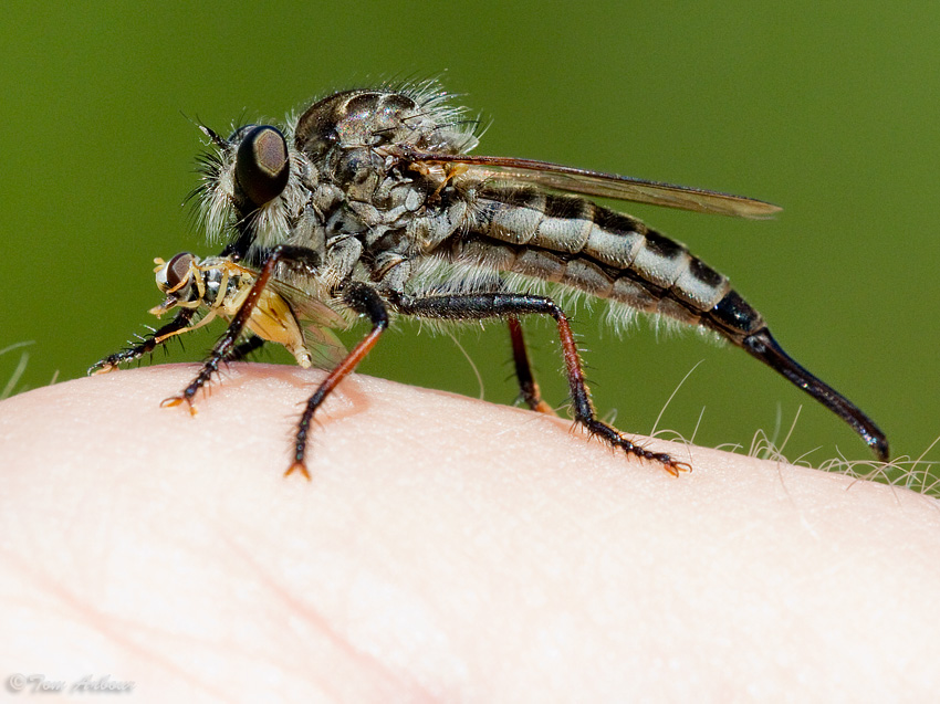 The Ohio Nature Blog: Two Flies, One Human