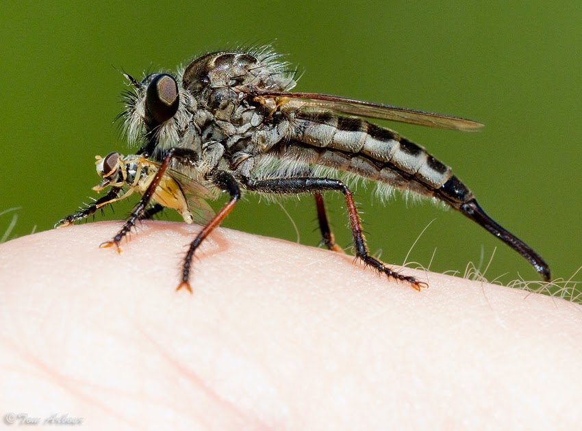 The Ohio Nature Blog: Two Flies, One Human