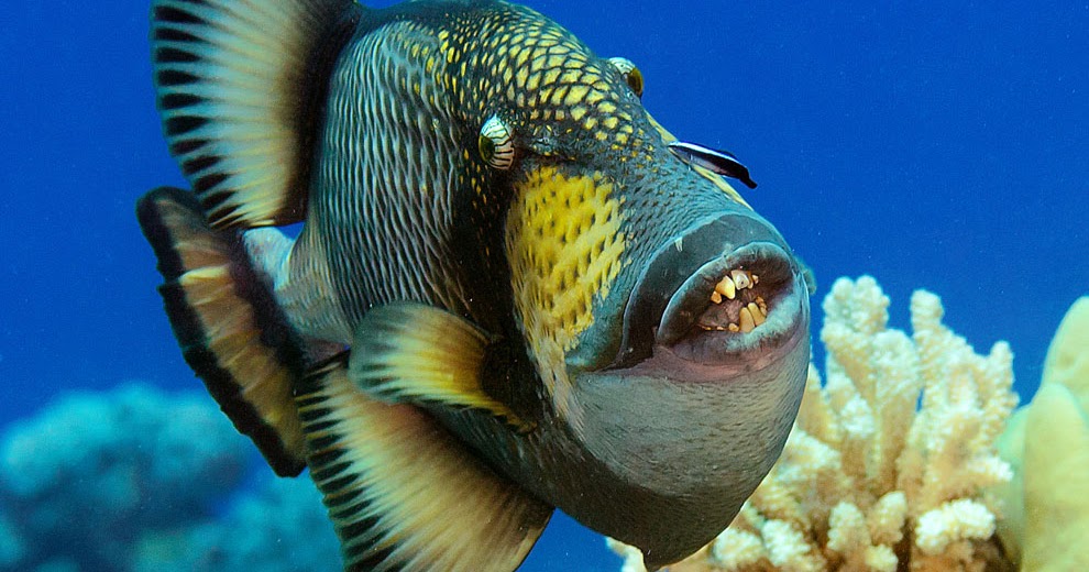 My spinning diary: Pesce Balestra o Porco... altrove,Trigger Fish ...