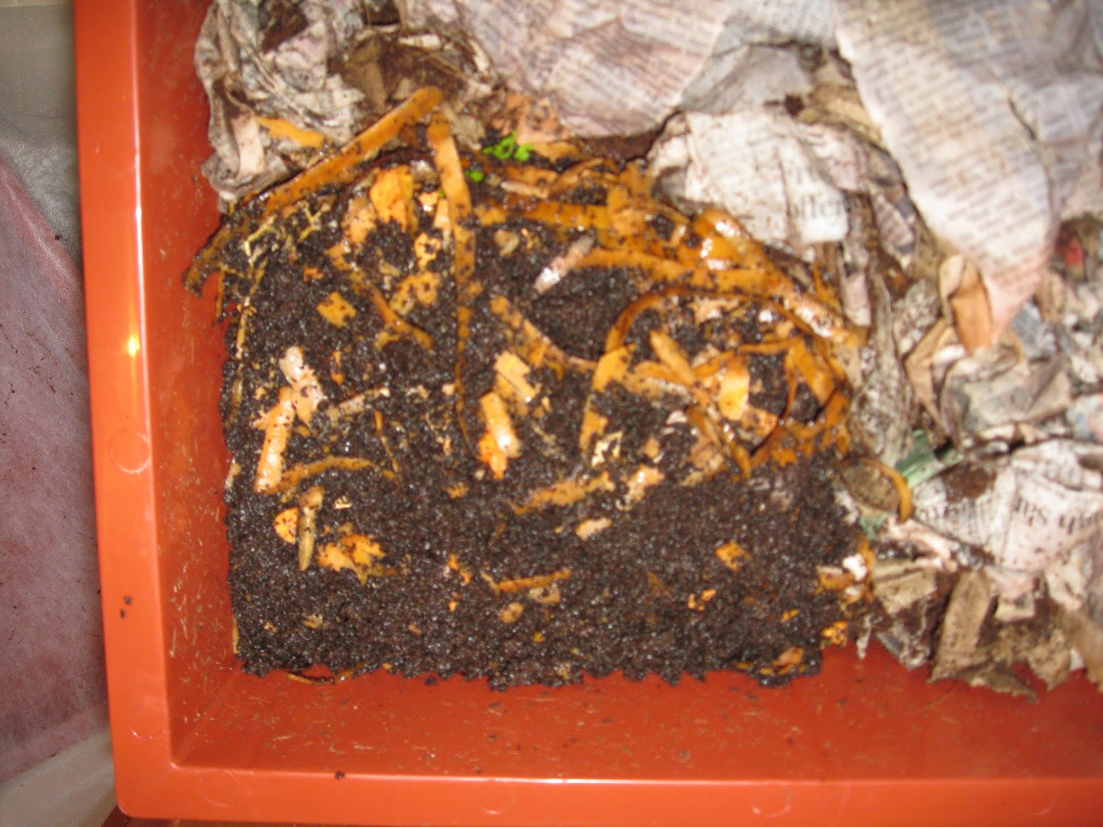 Homeschooling in Buffalo: Worm Farming Adventures