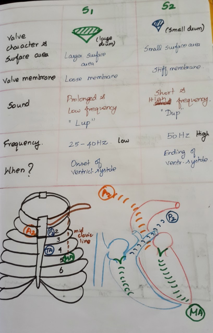 MEDGOAL: NORMAL HEART SOUNDS