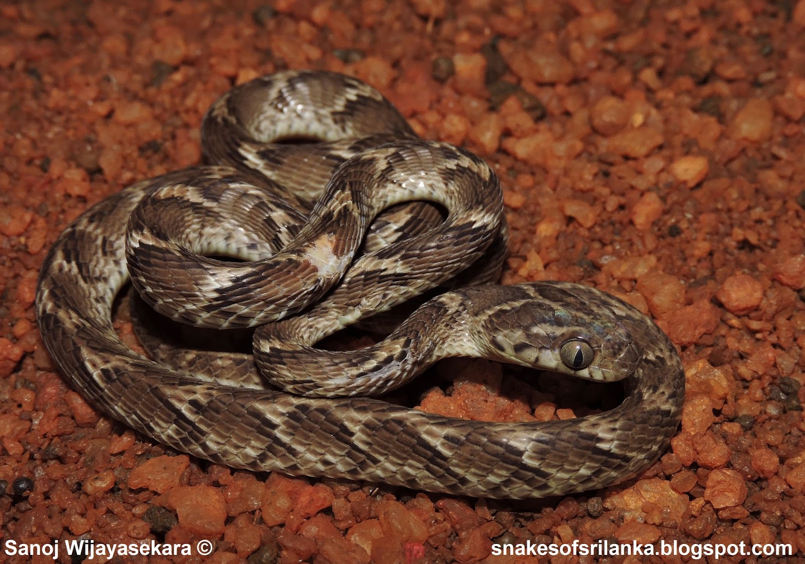 Common Cat Snake/රෑන් මාපිලා (Boiga trigonata-Schneider, 1799)