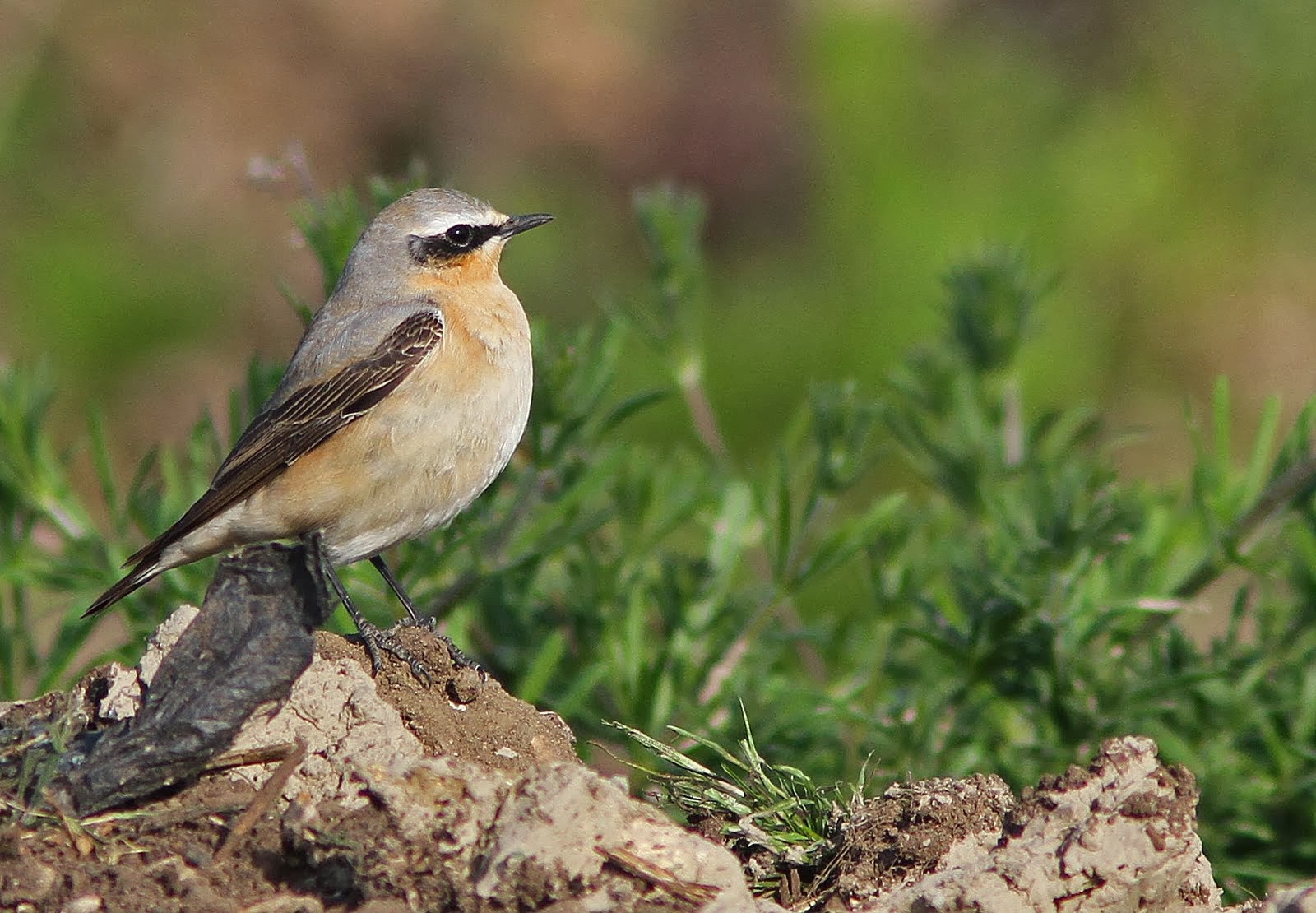 Non-Stop Birding: More Wheatears