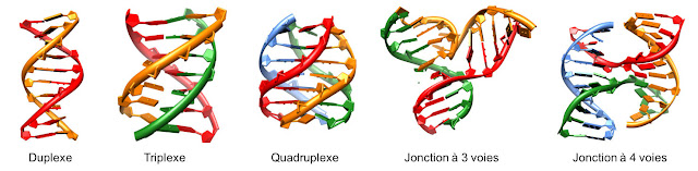Handling Biotechnology: Triple-stranded DNA