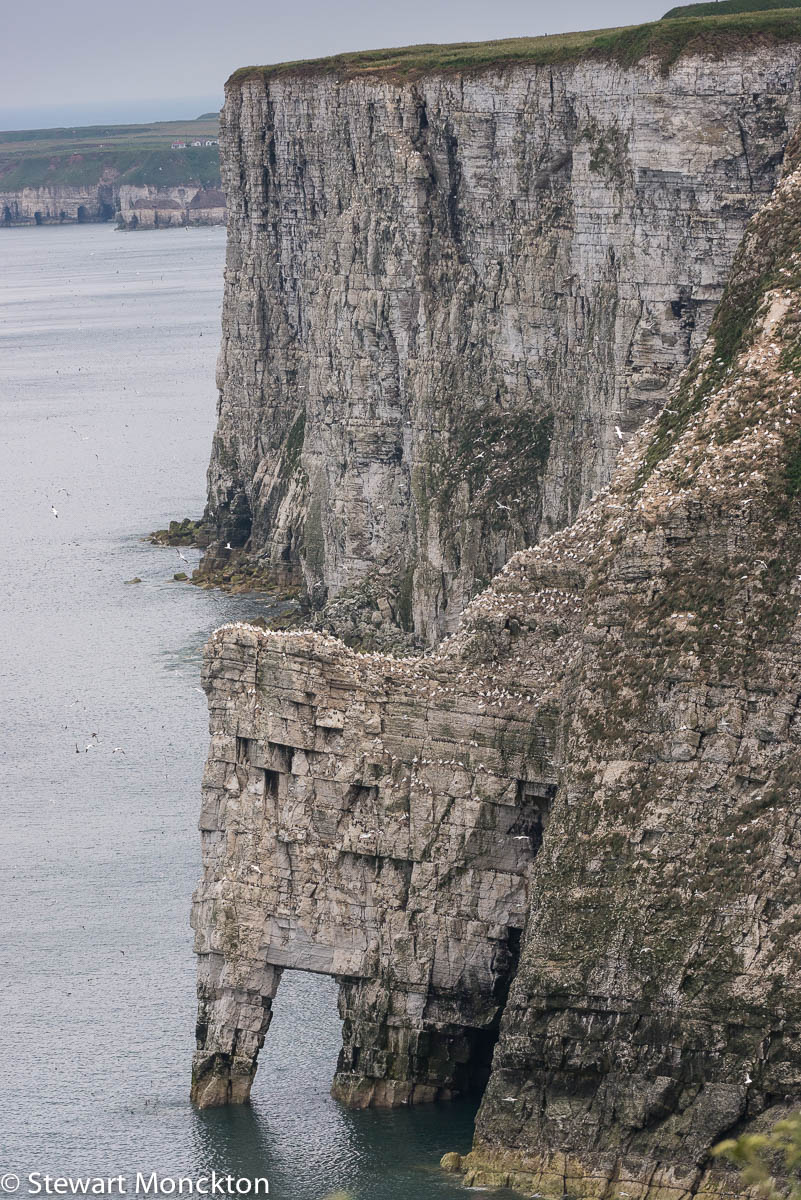 Paying Ready Attention - Photo Gallery: Bempton Cliffs, Yorkshire