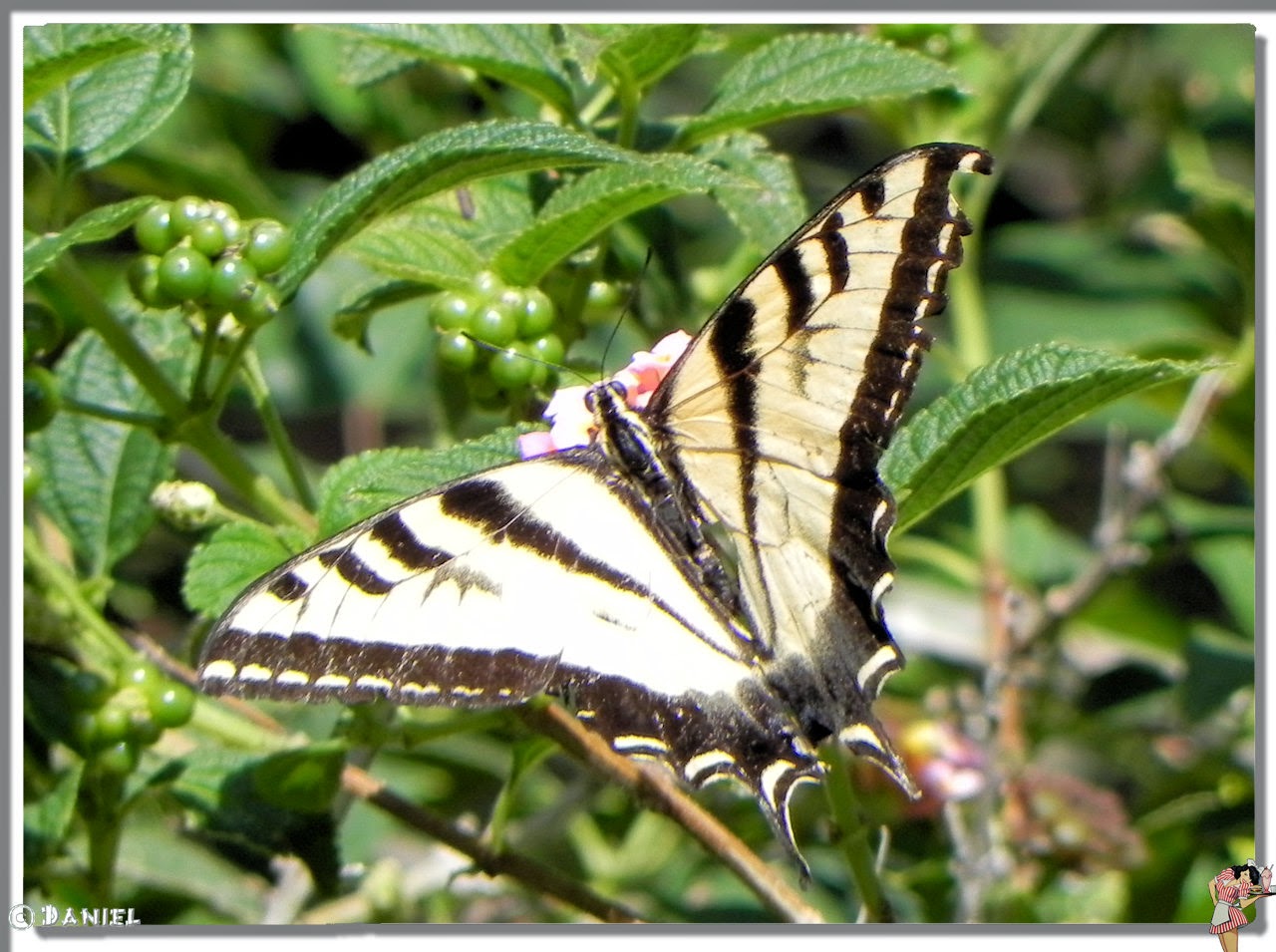 Photos Daniel: Papillon